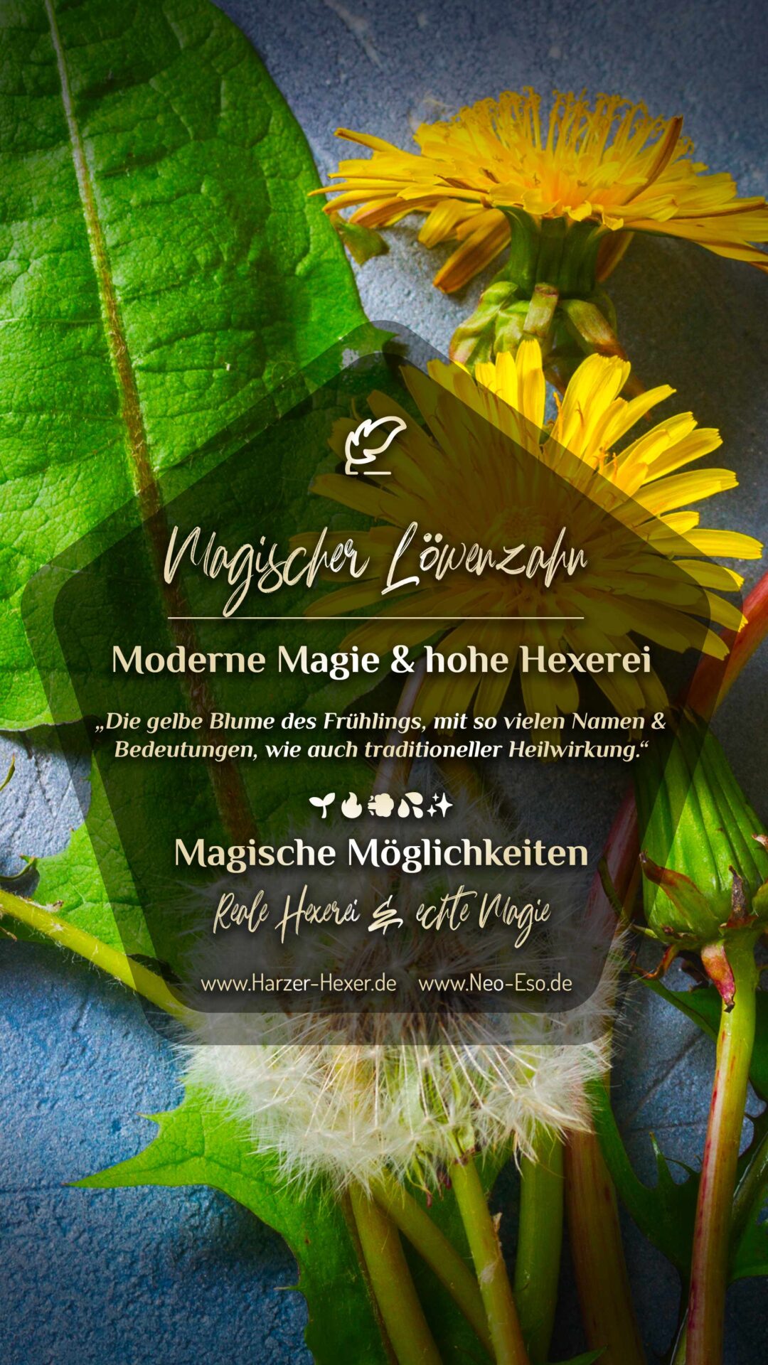 Magischer Löwenzahn 🌼 Löwenzahn Hexerei | NEOeso® | Elementares erleben ...