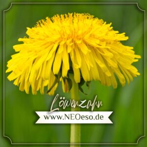 Magischer Löwenzahn 🌼 Löwenzahn Hexerei | NEOeso® | Elementares erleben ...